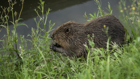 Qui est le castor ? Comment vit-il ? - GT Castor